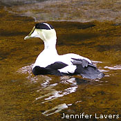 Hare Bay Islands Ecological Reserve - Municipal and Community Affairs