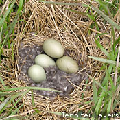 Hare Bay Islands Ecological Reserve - Municipal and Community Affairs