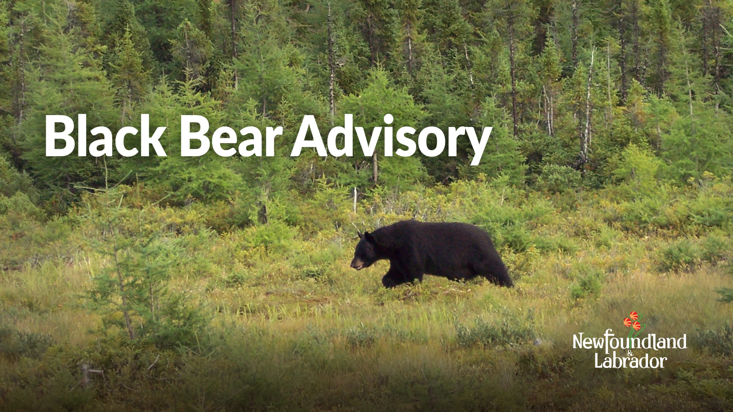 Public Advisory: Wildlife Officials Monitoring Black Bear Activity Near ...